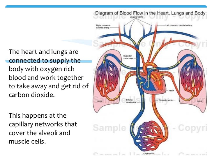 Exercise physiology cardio & resp systems