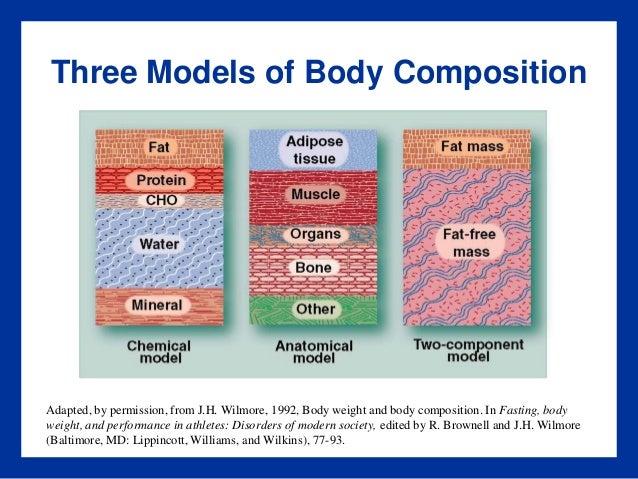 Exercise physiology 11