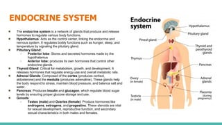Introduction to the Nervous and Endocrine Systems.pdf