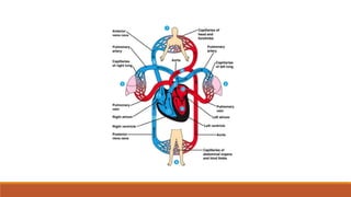 Circulatory system changes during exercise | PDF