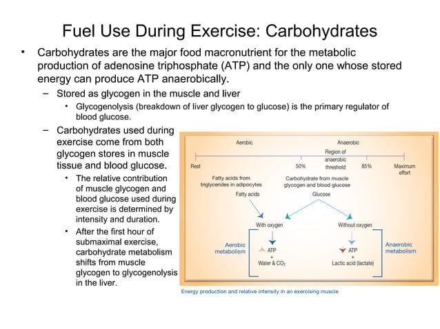 Exercise phys updated | PPT | Lung and Respiratory Health | Diseases and Conditions