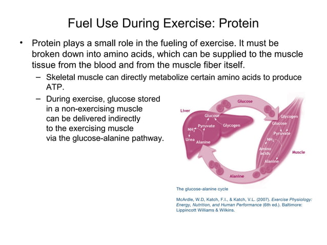Exercise phys updated | PPT | Lung and Respiratory Health | Diseases and Conditions