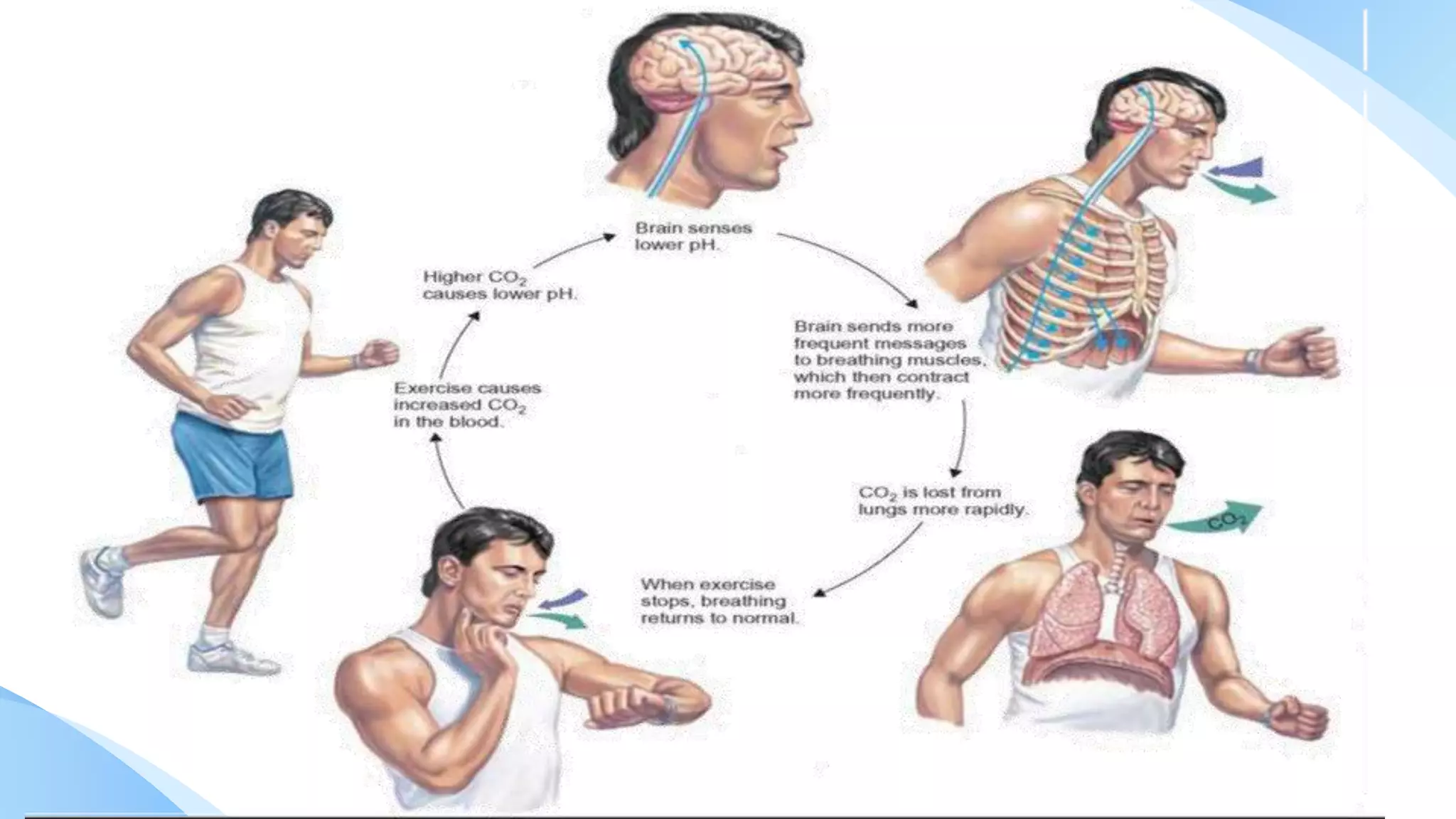 EXERCISE PRESENTATION.pptx
