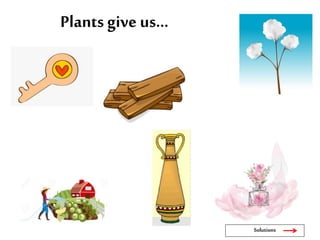 Exercises- Plants for primary 2 | PPTX