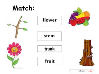 Exercises- Plants for primary 2 | PPTX