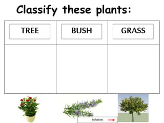Exercises- Plants for primary 2 | PPTX