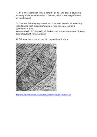 Exercises on microscope magnifications and conversions | PDF