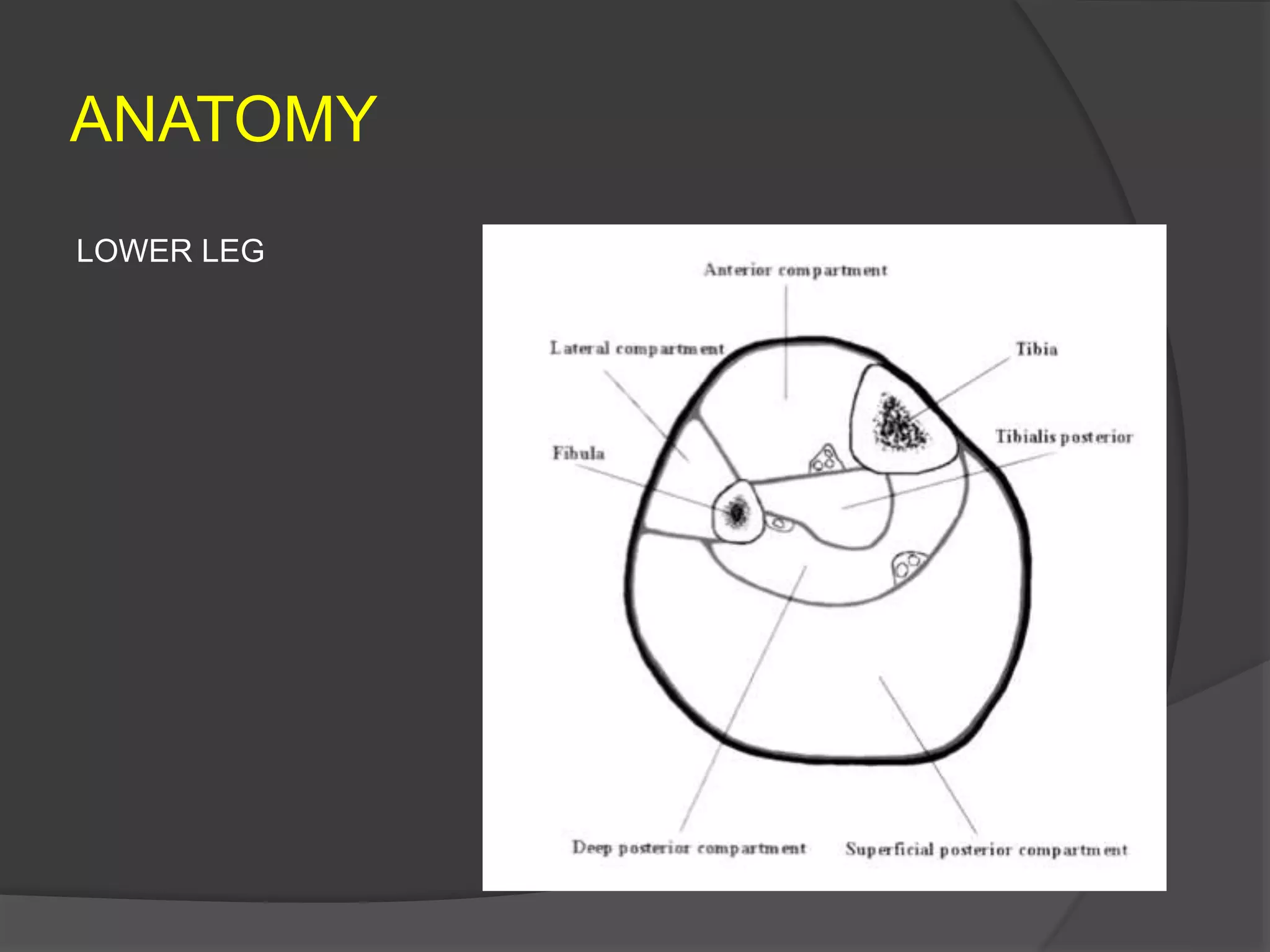Chronic Exertional Compartment Syndrome (University of Florida) | PPTX | Death, Injury, or ...