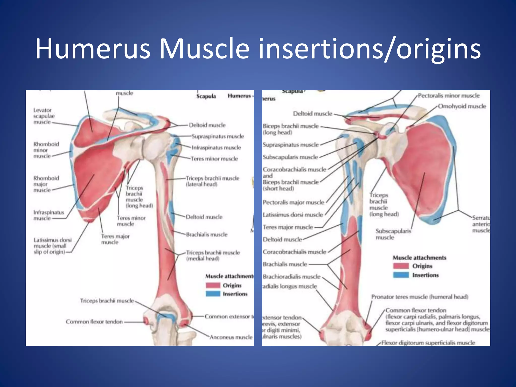 Humerus External Fixation, Avoiding Neuro vascular injury | PPT