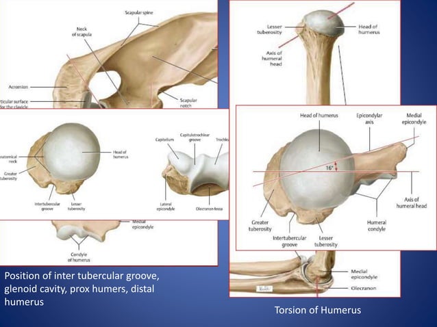Humerus External Fixation, Avoiding Neuro vascular injury | PPT