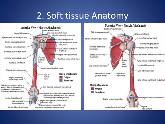 Humerus External Fixation, Avoiding Neuro vascular injury | PPT