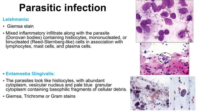 EXFOLIATIVE CYTOLOGY , ORAL CYTOSMEAR, ORAL CYTOLOGY | PPTX | Dental ...