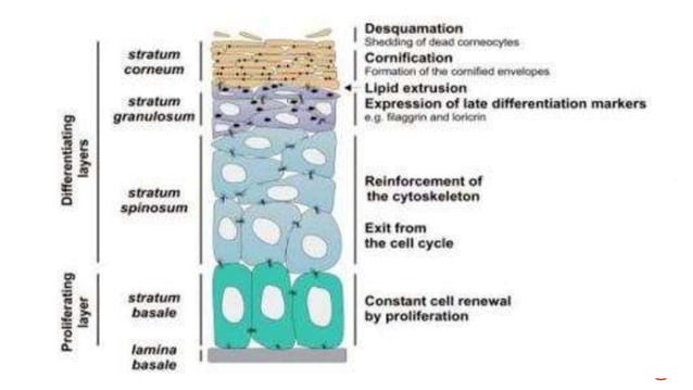 EXFOLIATIVE CYTOLOGY , ORAL CYTOSMEAR, ORAL CYTOLOGY | PPTX | Dental ...