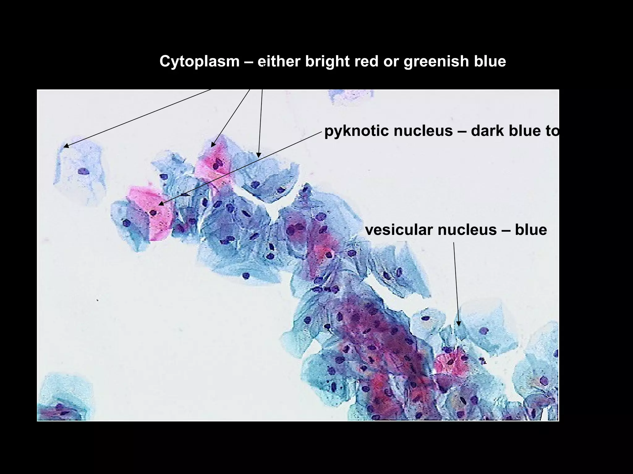Exfoliative cytology | PPT