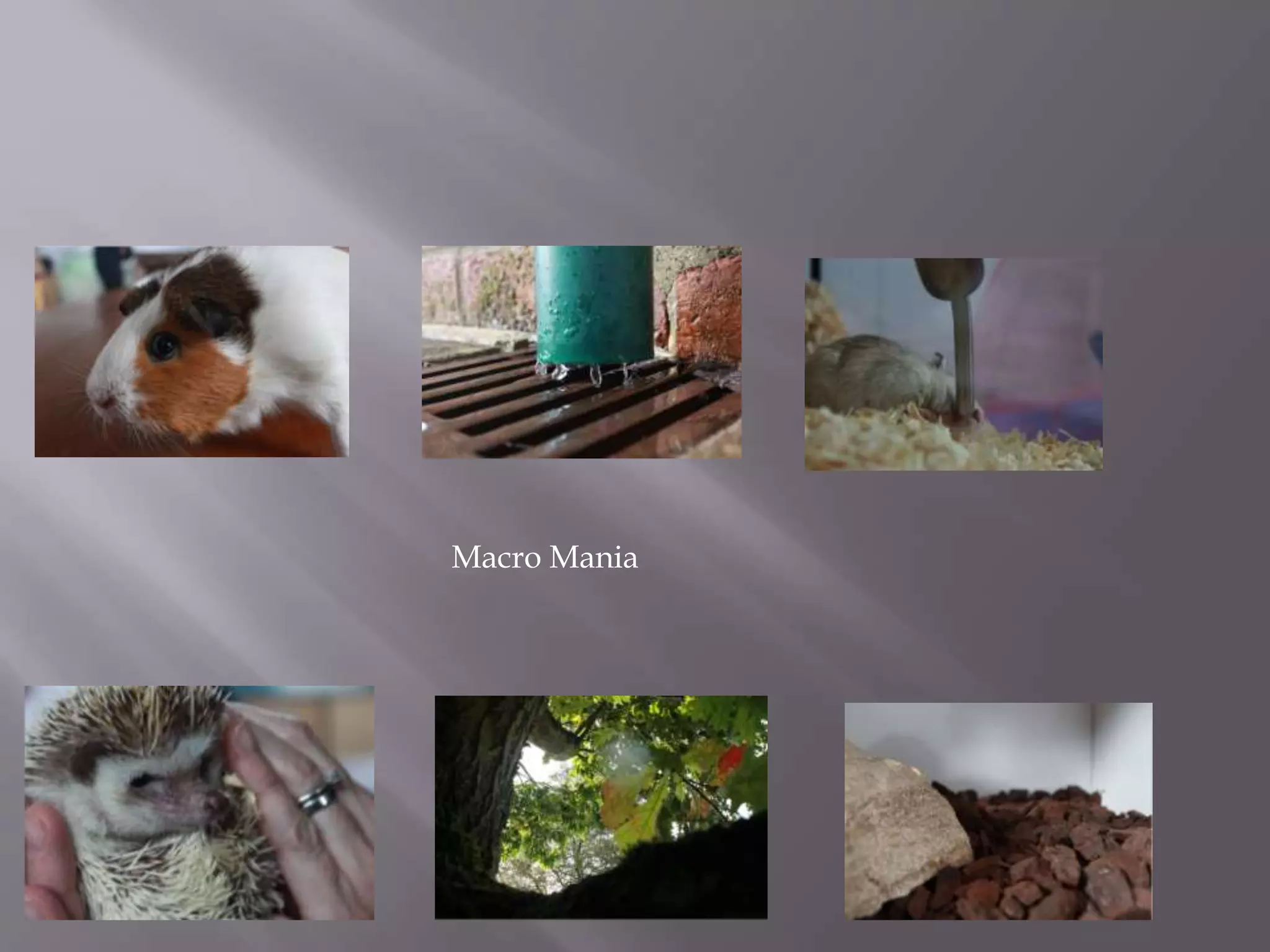 Exhibition layout and questionnaire | PPTX