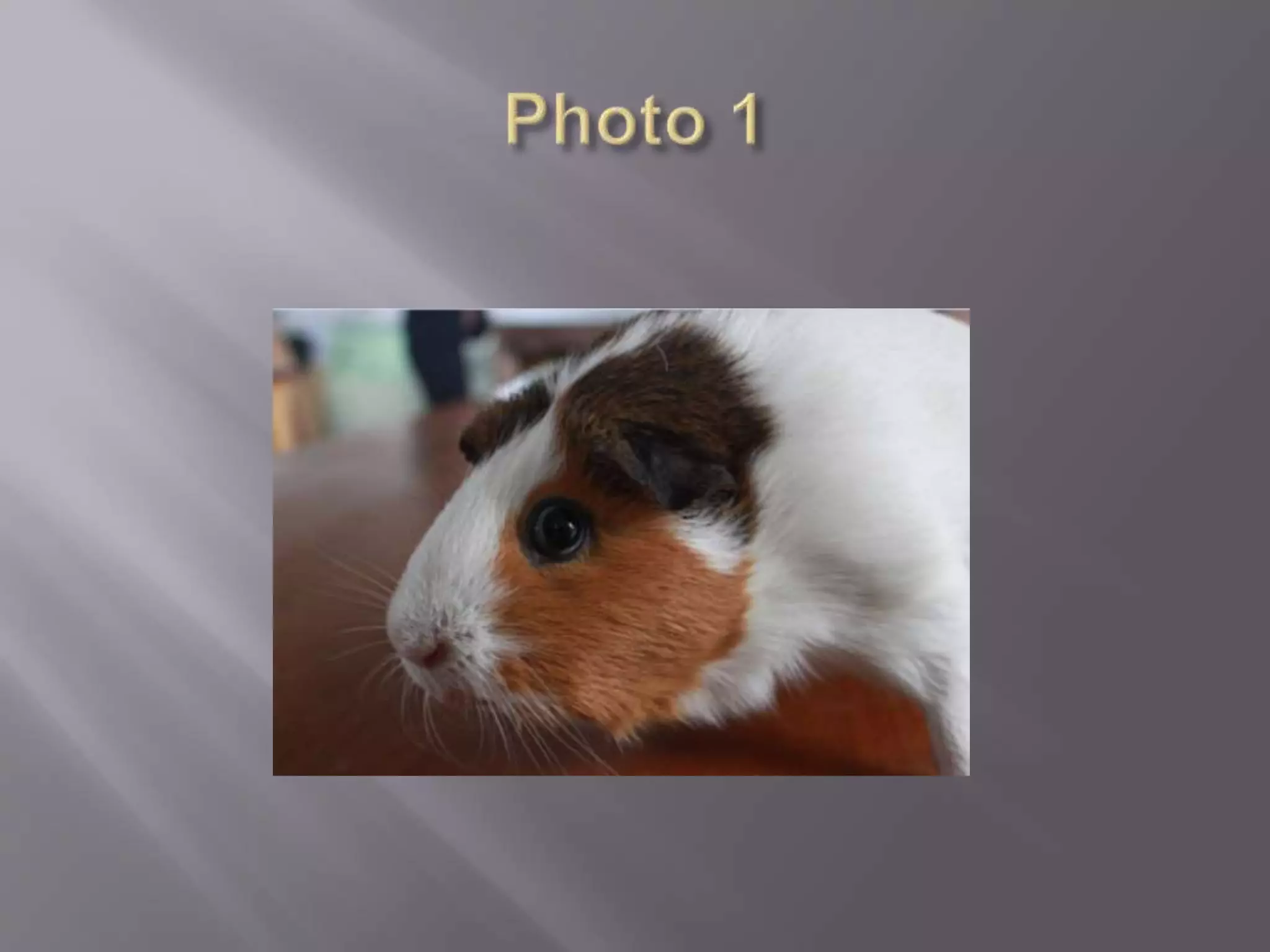 Exhibition layout and questionnaire | PPTX