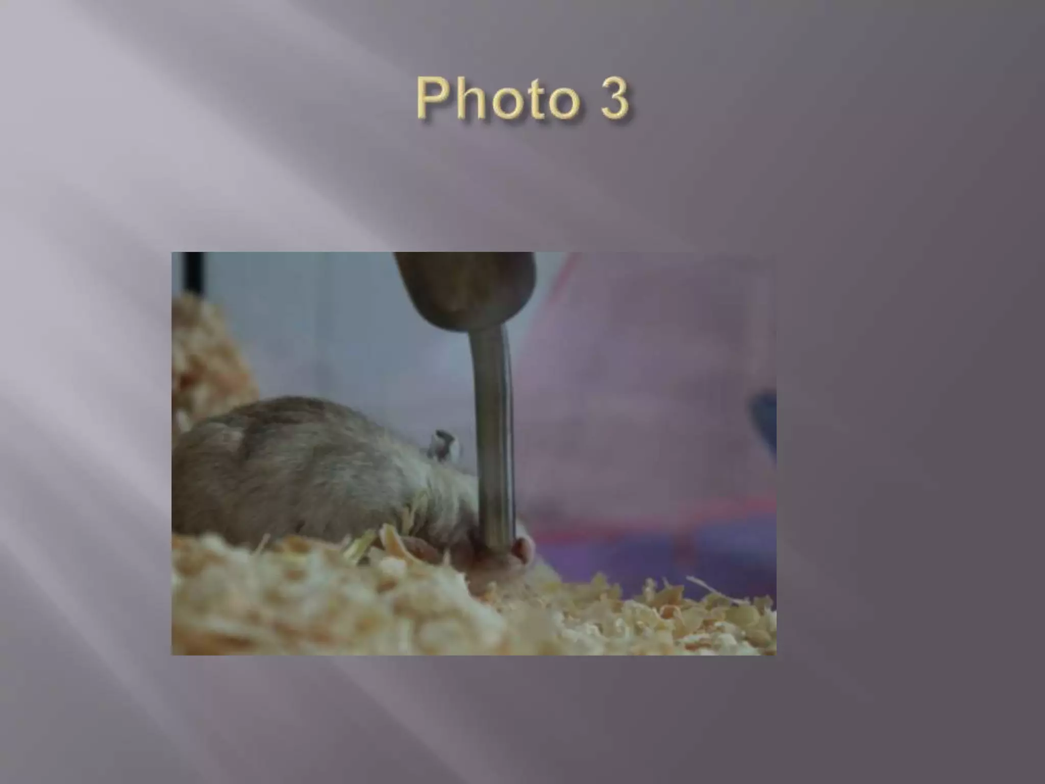 Exhibition layout and questionnaire | PPTX