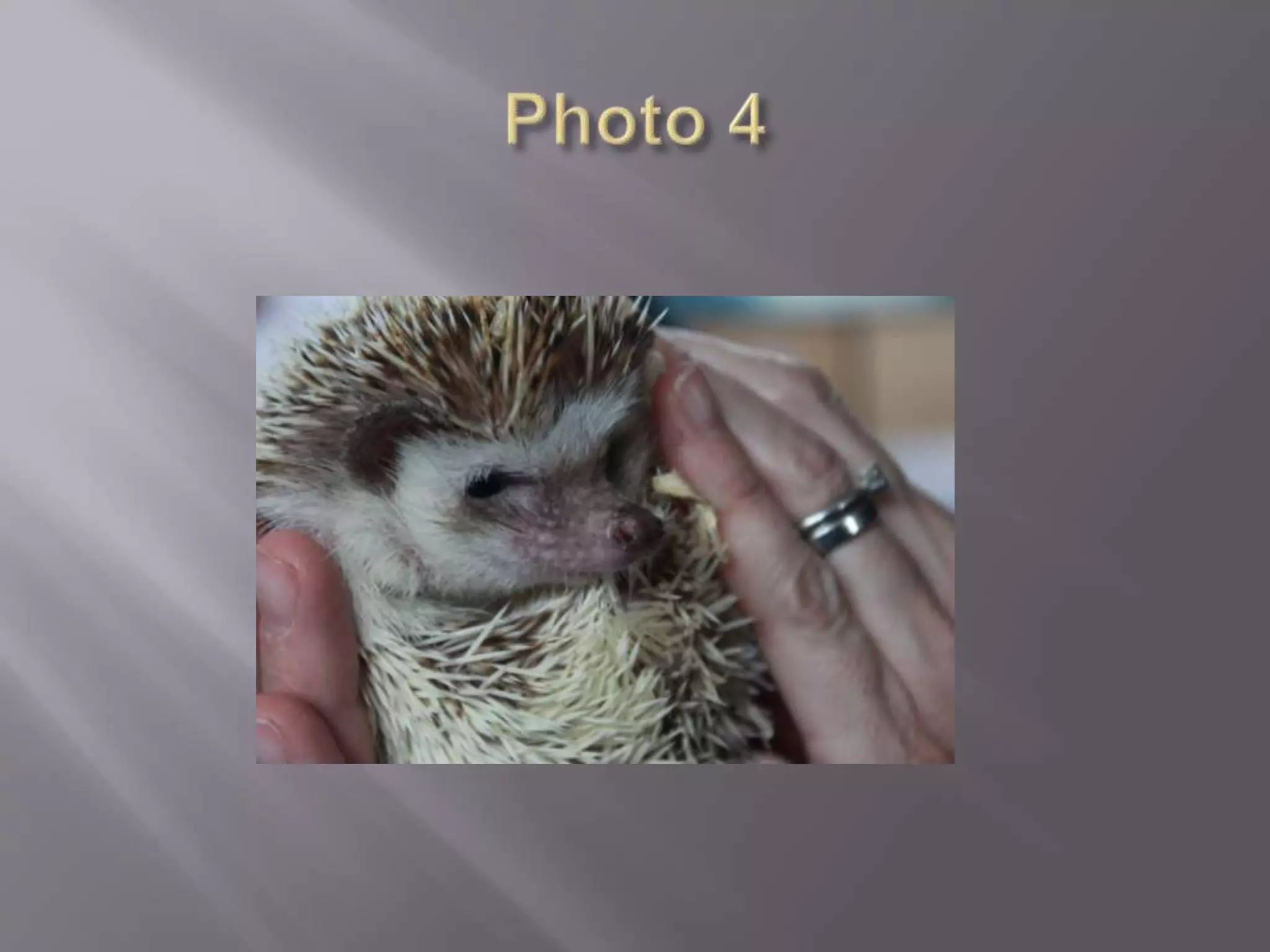 Exhibition layout and questionnaire | PPTX