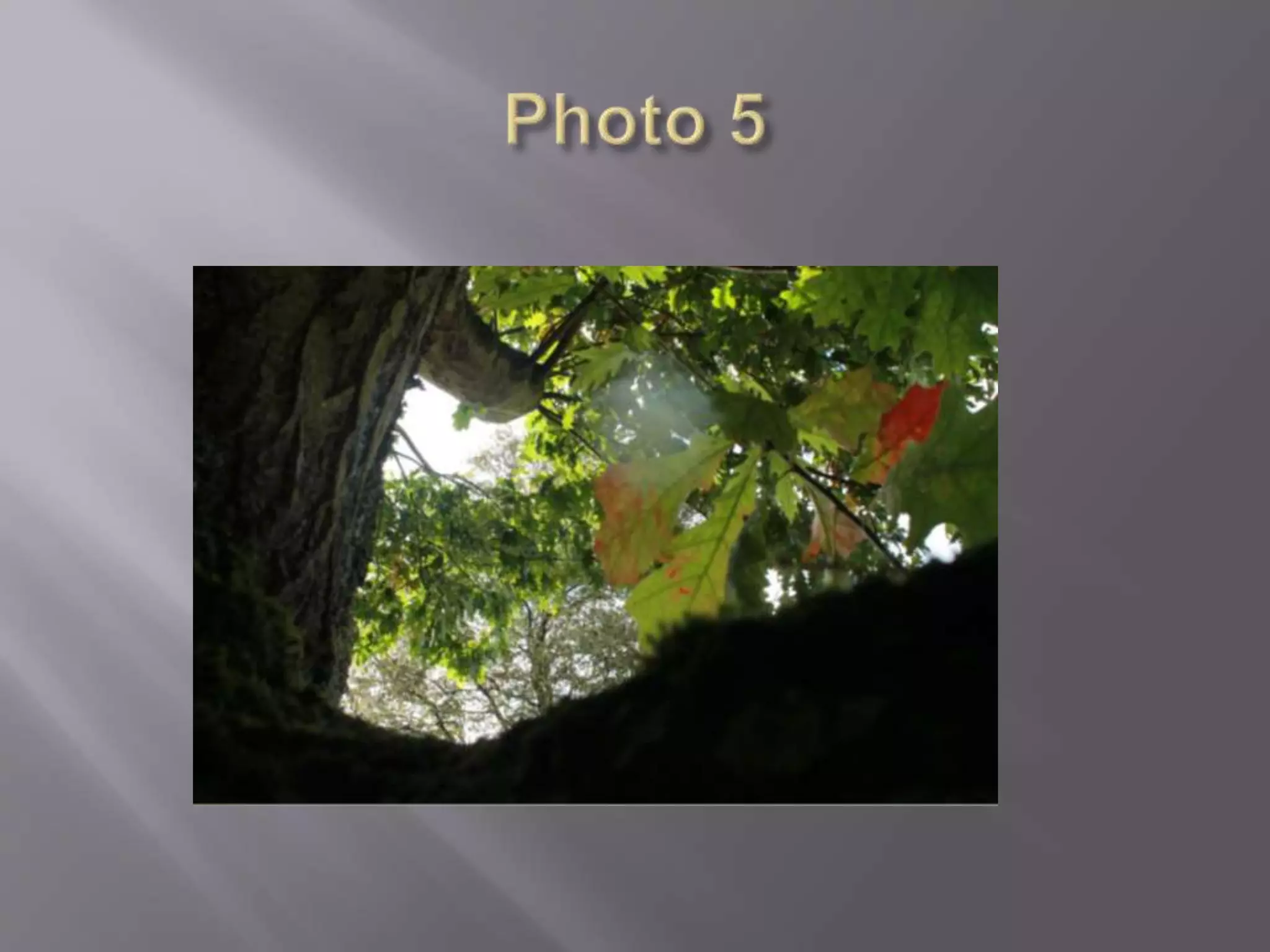 Exhibition layout and questionnaire | PPTX