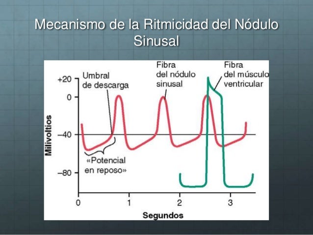 Exitación rítmica del corazón