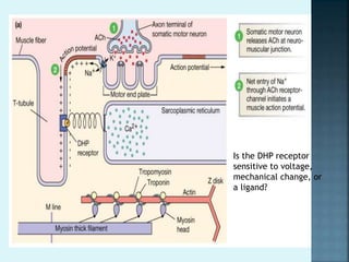 exitatoin contraction coupling.pptx
