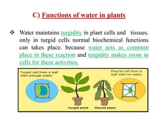 Properties and functions of water in plants and soil | PPTX
