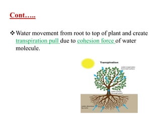 Properties and functions of water in plants and soil | PPTX