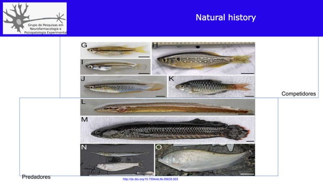 Curso "Introdução ao estudo do comportamento do zebrafish" | PPT