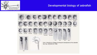 Curso "Introdução ao estudo do comportamento do zebrafish" | PPTX