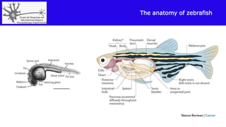 Curso "Introdução ao estudo do comportamento do zebrafish" | PPTX ...