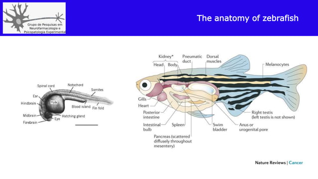 Curso "Introdução ao estudo do comportamento do zebrafish" | PPT