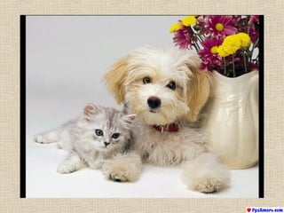 Cani e-gatti | PPS
