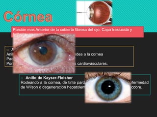 Examen de Ojo. Semiología del cara y facie | PPTX