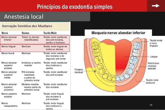 Exodontia simples