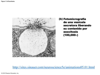 Exocitosis. Power point para primero y tercero medio, Biología. | PPTX