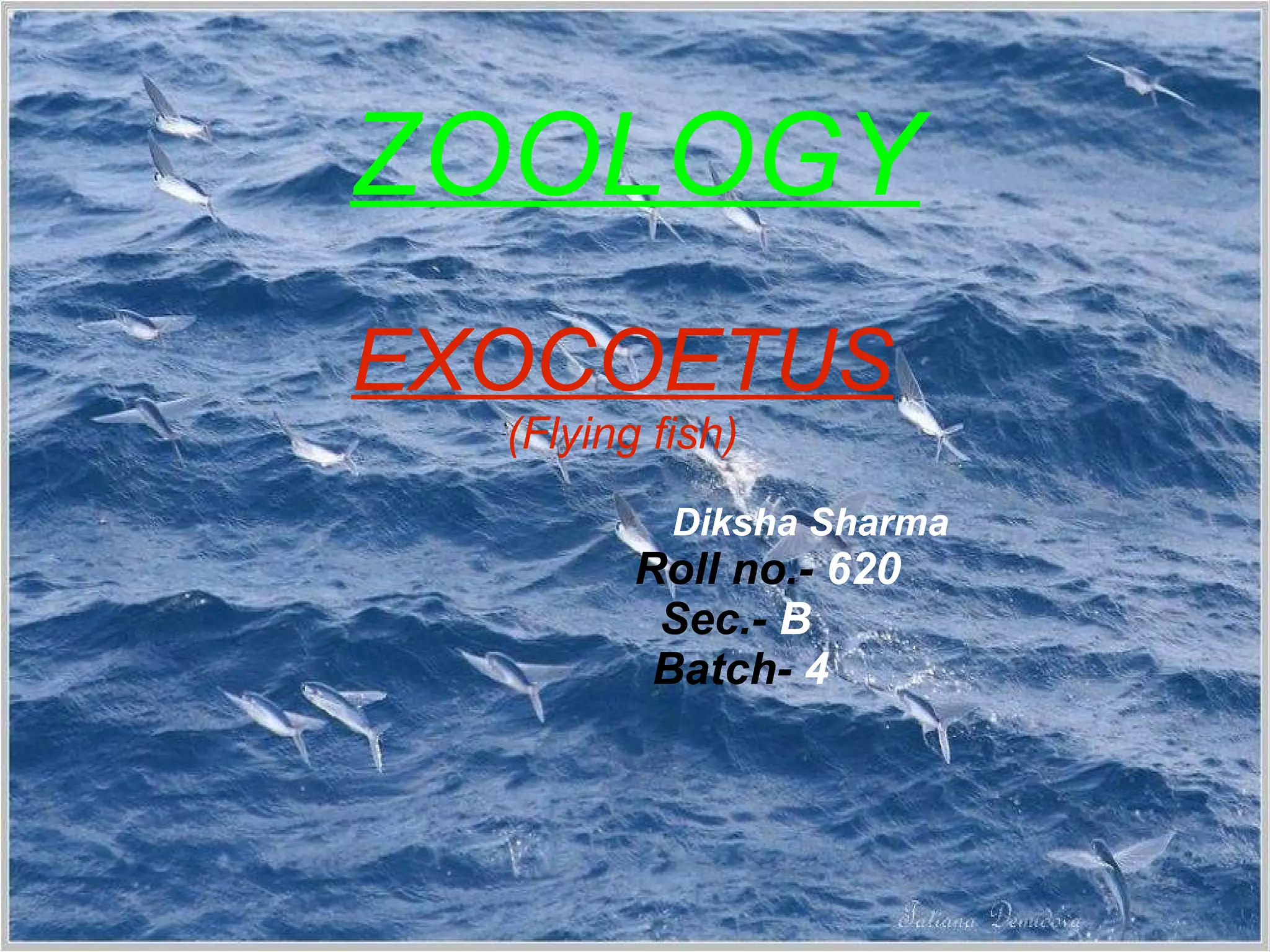 Exocoetus | PPT