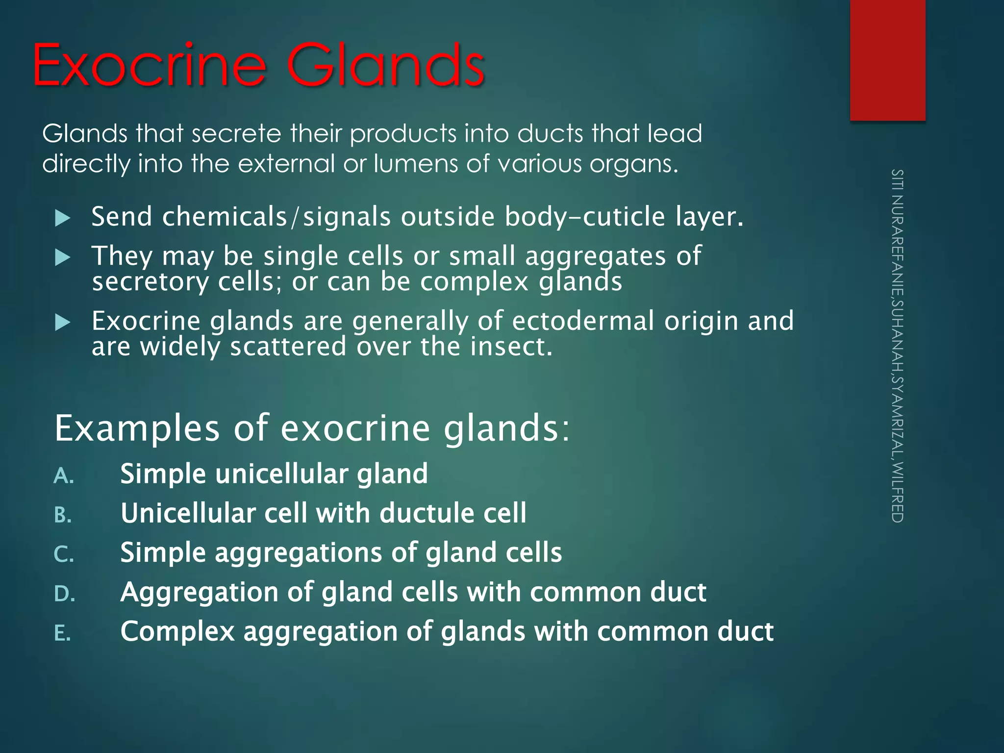Exocrine and Endocrine Glands | PPTX