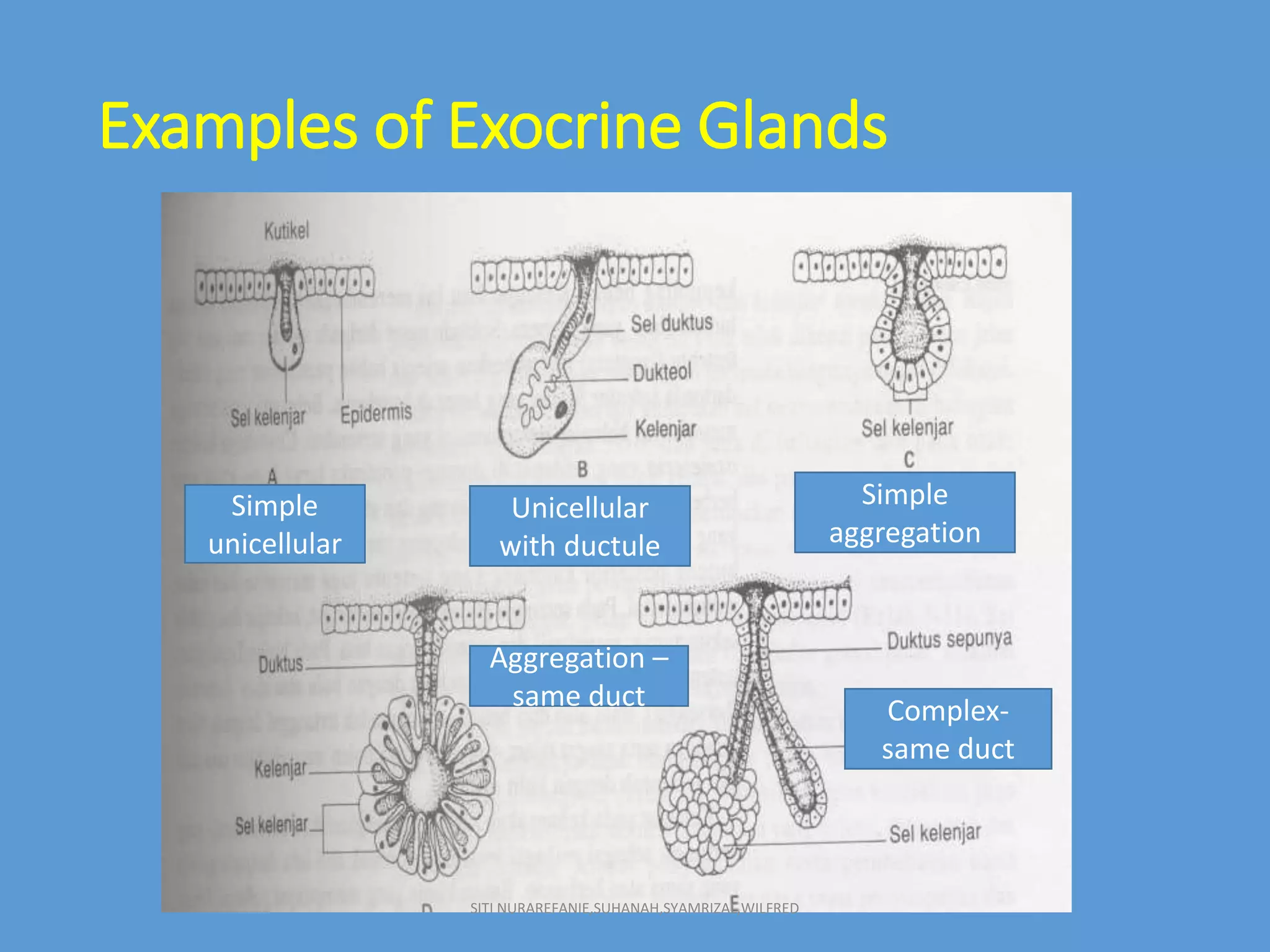 Exocrine and Endocrine Glands | PPTX