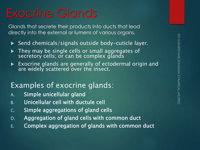 Exocrine and Endocrine Glands | PPTX | Endocrine and Metabolic Diseases ...