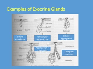 Exocrine and Endocrine Glands | PPTX