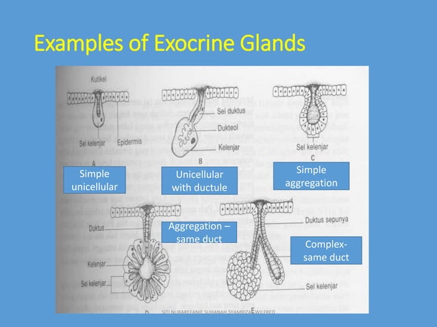 Exocrine and Endocrine Glands | PPTX | Endocrine and Metabolic Diseases ...