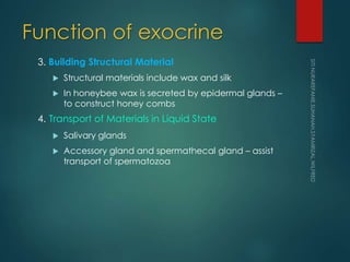 Exocrine and Endocrine Glands | PPTX