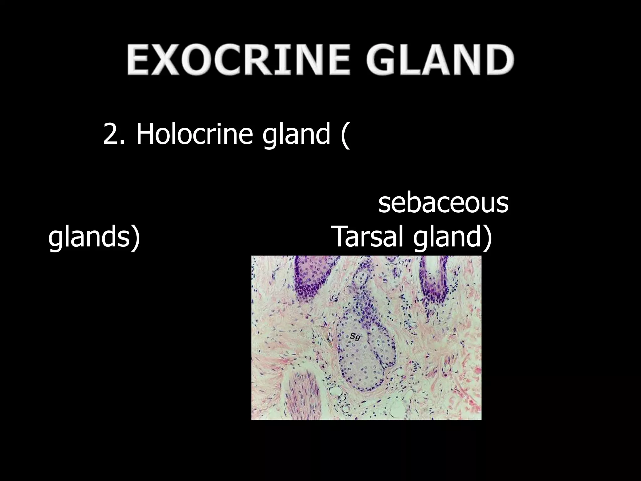 Exocrine gland | PPTX