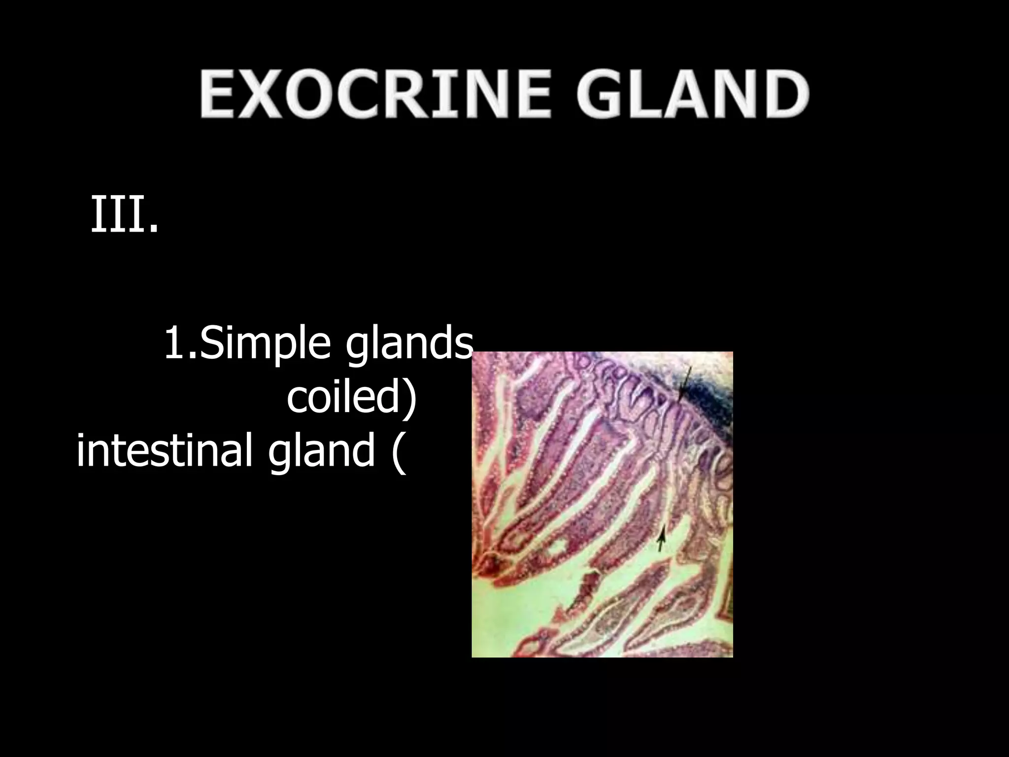 Exocrine gland | PPTX
