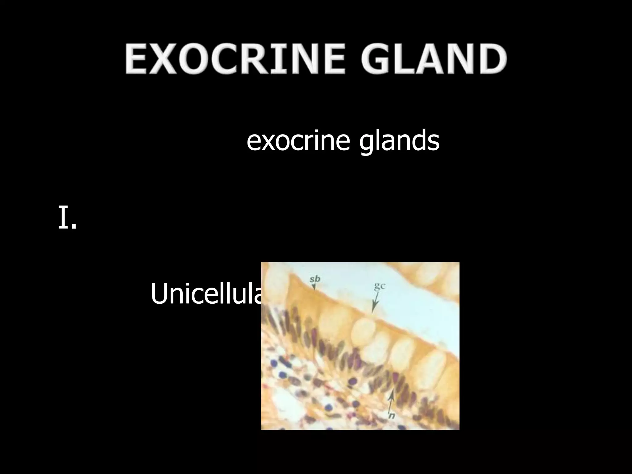 Exocrine gland | PPTX