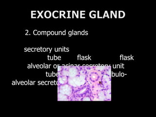 Exocrine gland | PPTX