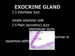 Exocrine gland | PPTX