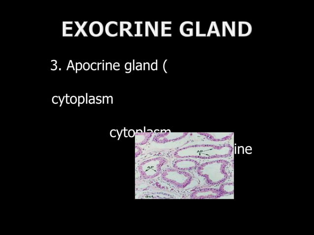Exocrine Gland Ppt