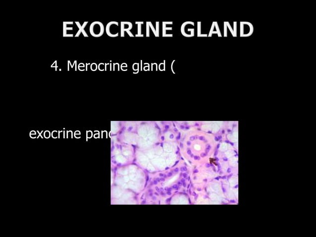 Exocrine gland | PPTX | Endocrine and Metabolic Diseases | Diseases and ...