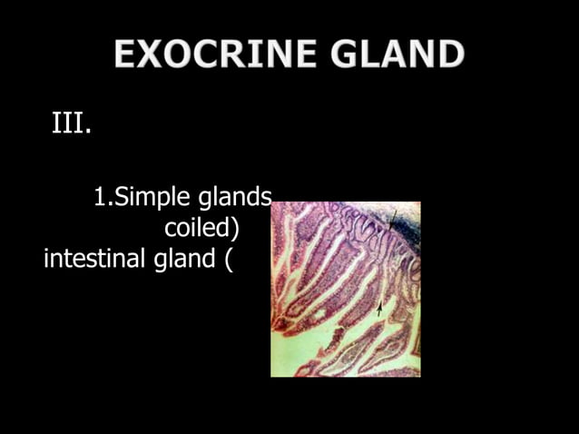 Exocrine Gland Ppt